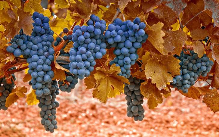 grapes-leavesVivagreen